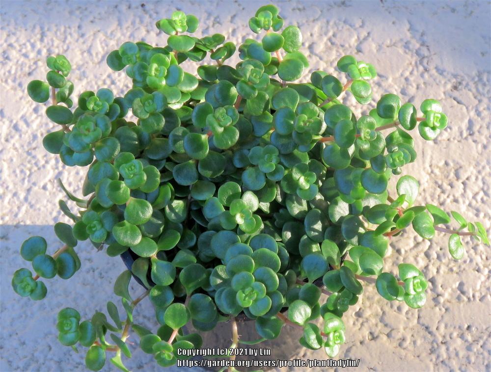 Sedums: Plant Care and Collection of Varieties - Garden.org