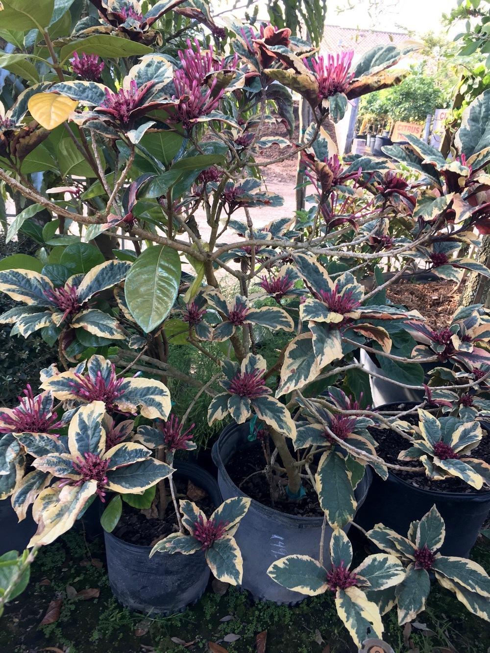 Clerodendrum Quadriloculare