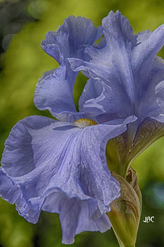 Tall Bearded Iris (Iris 'Elizabeth Gamble') in the Irises Database ...