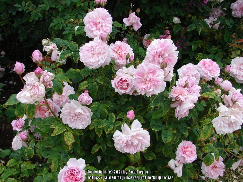 Photo of the entire plant of Rose (Rosa 'Marchesa Boccella') posted by ...