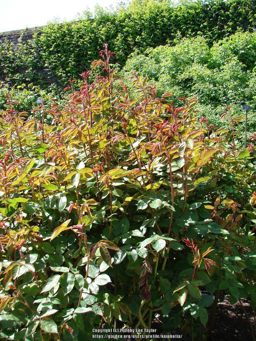 Photo of the leaves of Rose (Rosa 'James Galway') posted by kniphofia ...