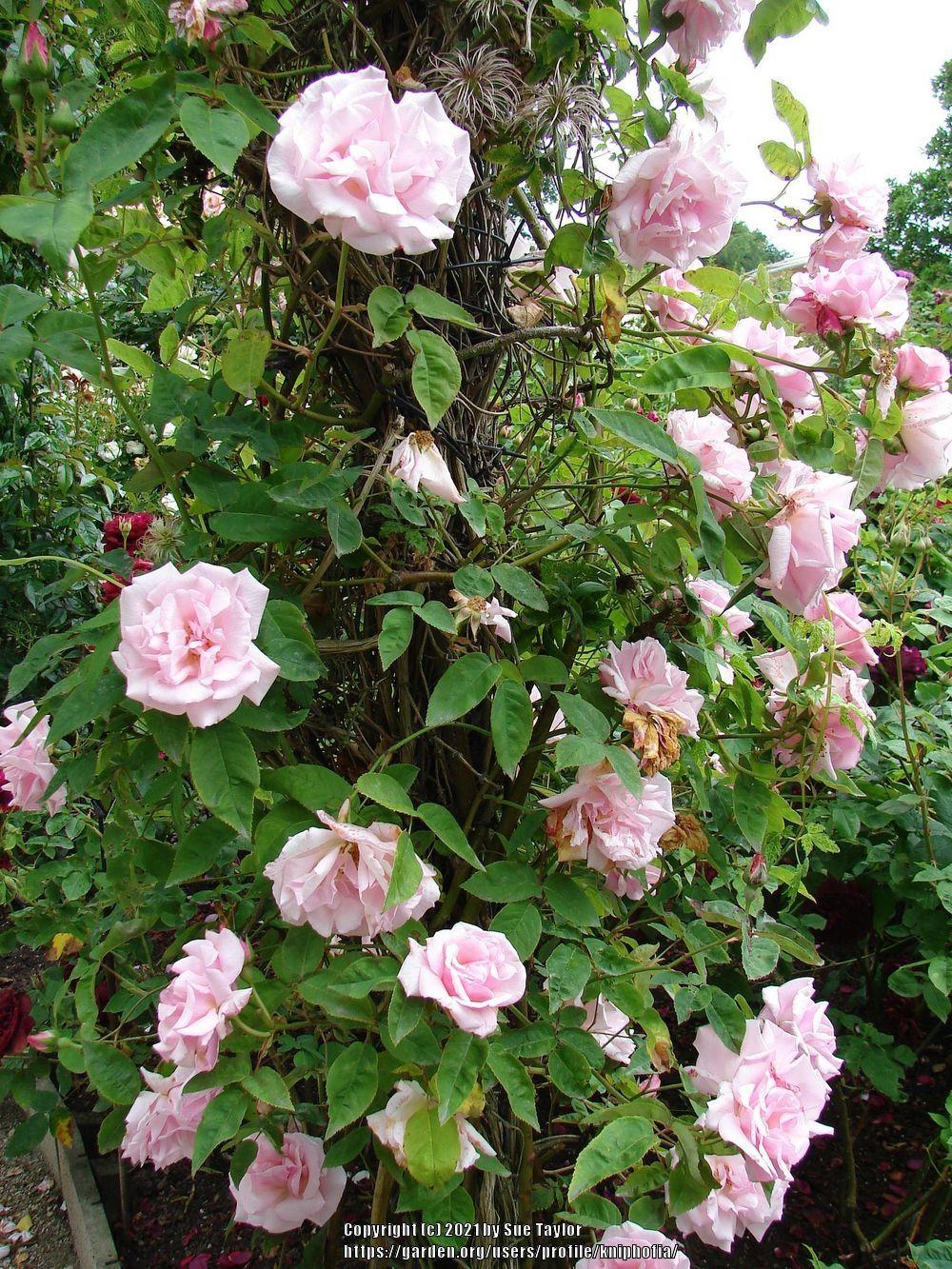 Photo of the bloom of Rose (Rosa 'Kathleen Harrop') posted by kniphofia ...