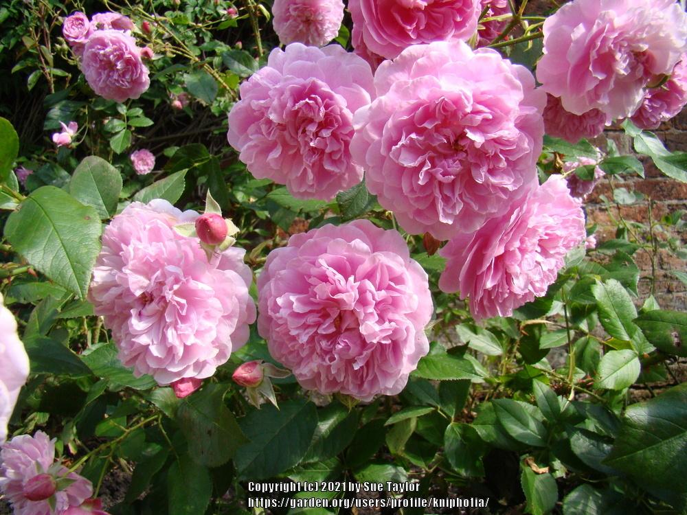 Photo of the bloom of Rose (Rosa 'Harlow Carr') posted by kniphofia ...