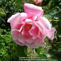 Rose (Rosa 'Kathleen Harrop') in the Roses Database - Garden.org