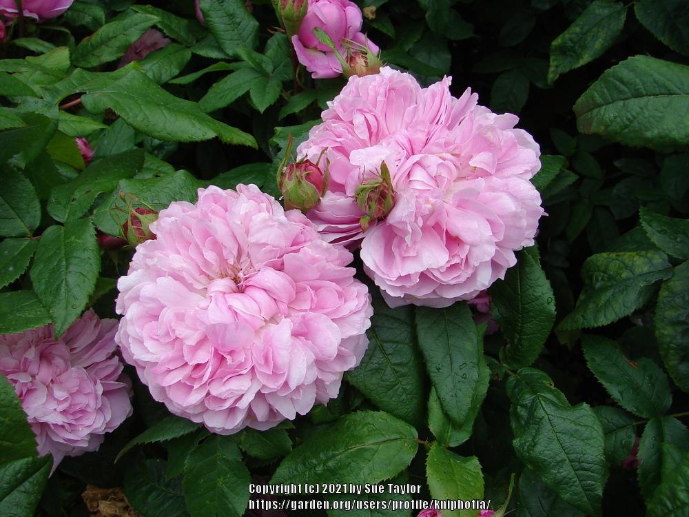 Photo of the bloom of Rose (Rosa 'Marchesa Boccella') posted by ...