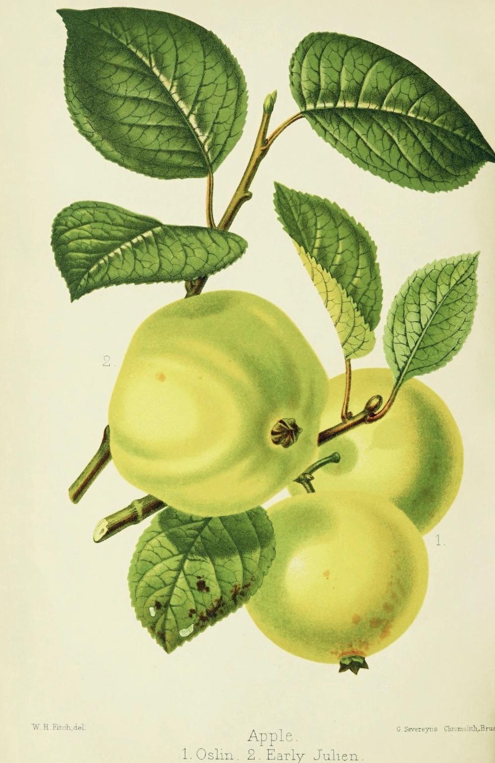 Apple (Malus 'Early Julyan') in the Apples Database - Garden.org