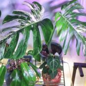 Photo of the leaves of White Variegated Monstera (Monstera deliciosa ...