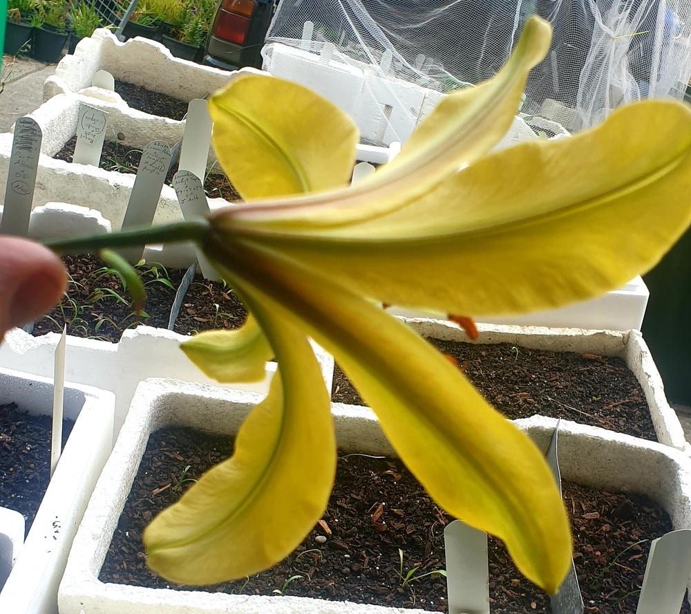 Lily Seedlings 2021 in the Lilies forum - Garden.org