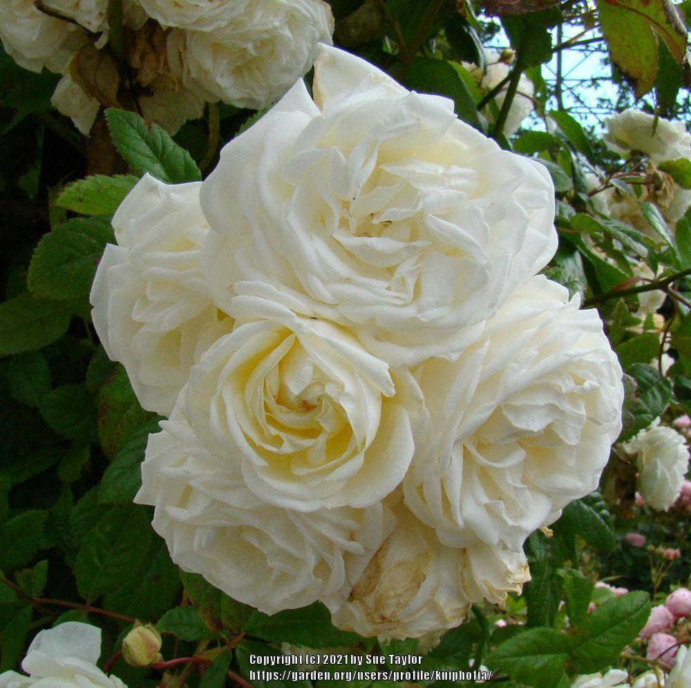 Rose (Rosa 'Madeleine Selzer') in the Roses Database - Garden.org