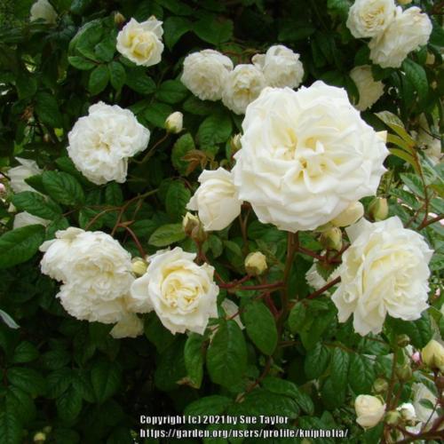 Rose (Rosa 'Madeleine Selzer') in the Roses Database - Garden.org