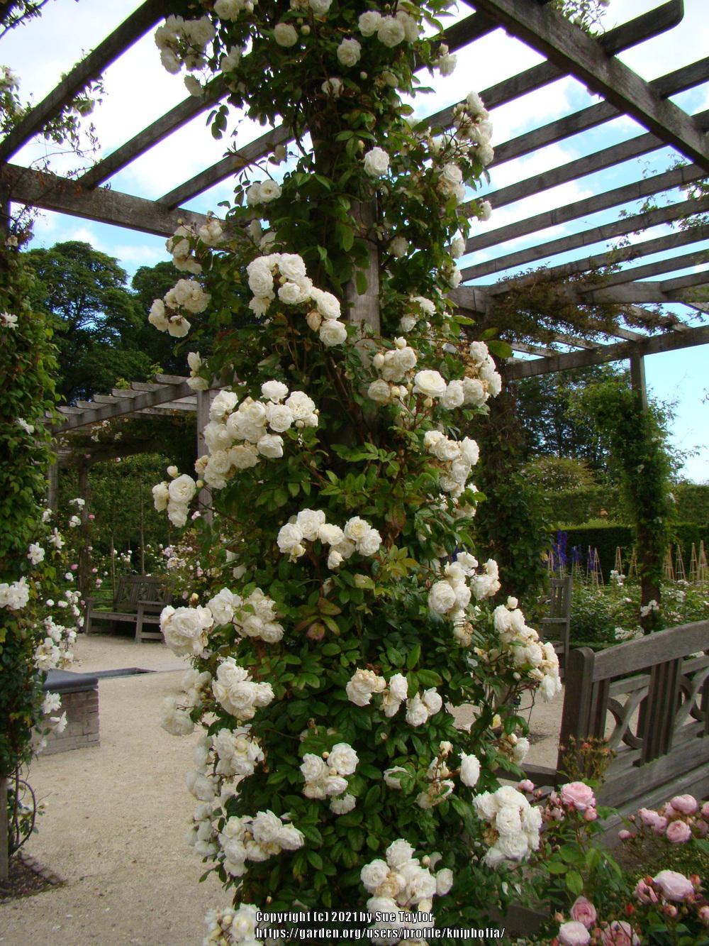 Photo of the entire plant of Rose (Rosa 'Madeleine Selzer') posted by ...