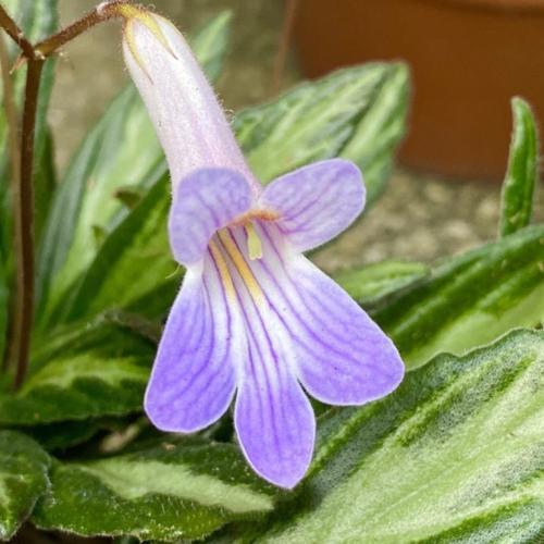 Primulina 'Rachel' - Garden.org