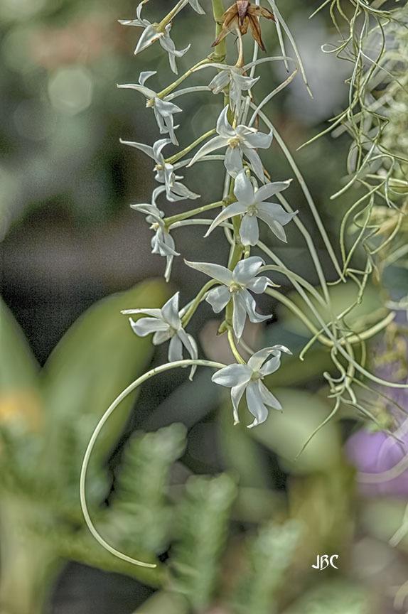 Orchid (Cyrtorchis) - Garden.org