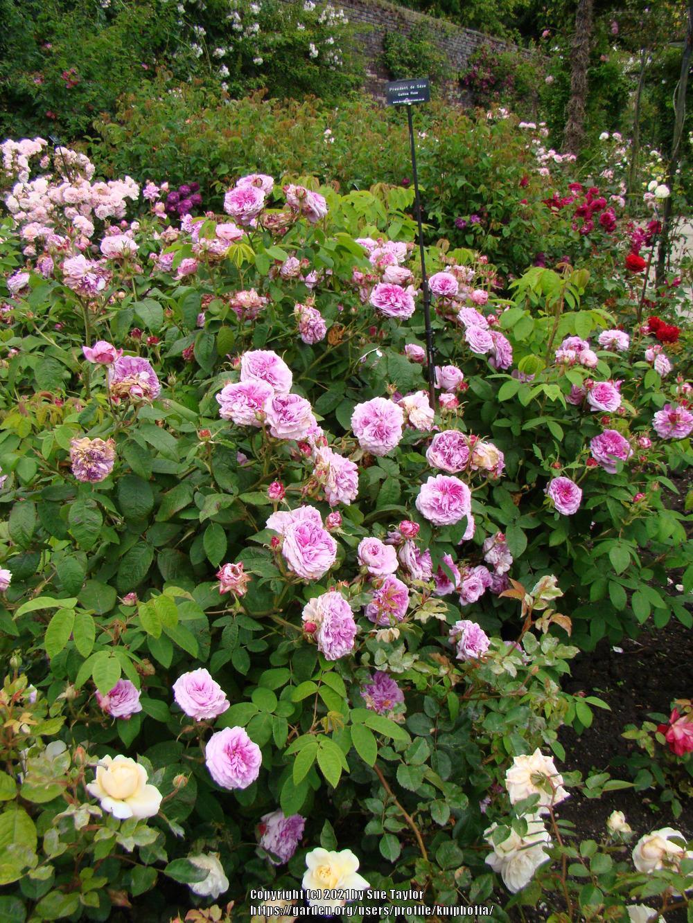 Photo of the entire plant of Rose (Rosa 'President de Seze') posted by ...