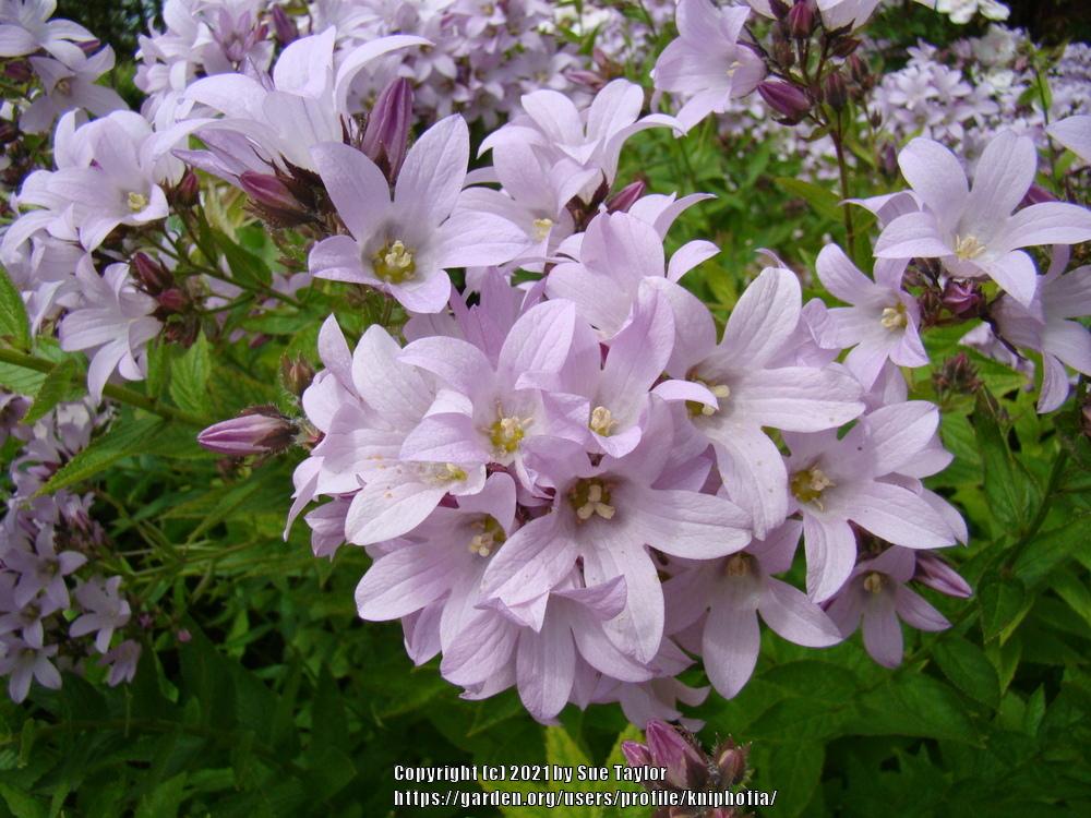 Bellflowers: Plant Care and Collection of Varieties - Garden.org