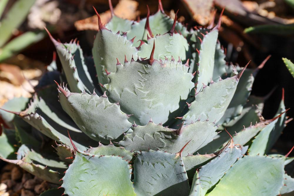 Photo of the leaves of Agave 'Rosa Gorda' posted by Baja_Costero ...