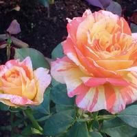 Photo of the bloom of Rose (Rosa 'Rainbow Niagara') posted by MargieNY ...