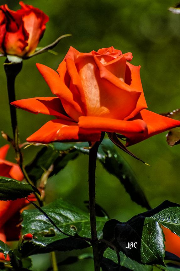 Rose (Rosa 'Marina') in the Roses Database - Garden.org