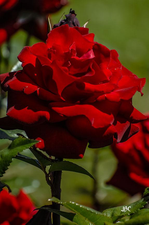Rose (Rosa 'Crimson Bouquet') in the Roses Database - Garden.org