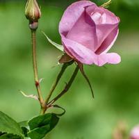 Rose (Rosa 'Simplicity') in the Roses Database - Garden.org