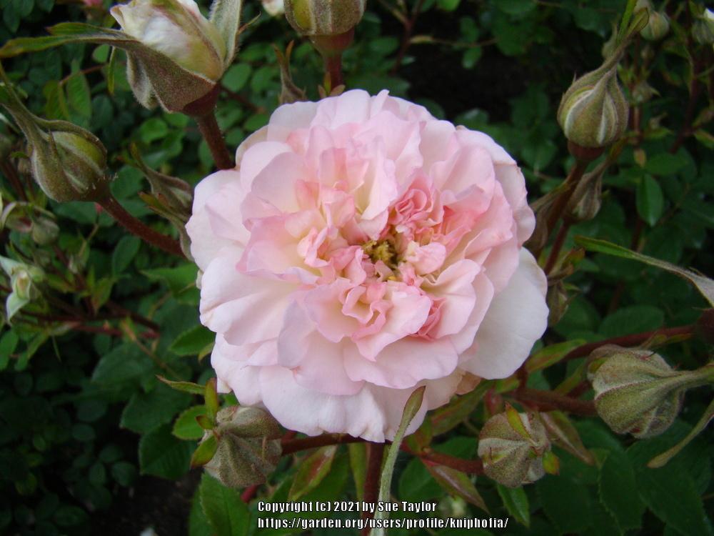Photo of the bloom of Rose (Rosa 'Rosemoor') posted by kniphofia ...