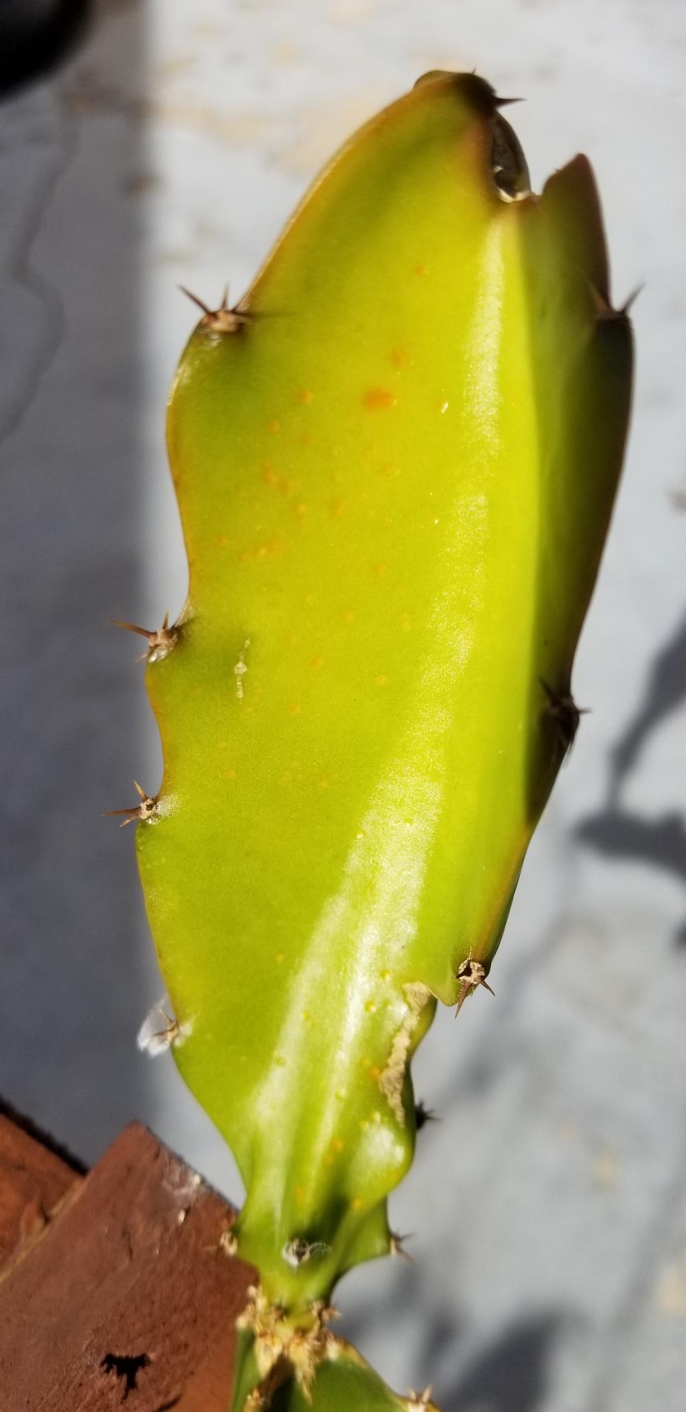 Cactus Rust in the Cactus and Succulents forum - Garden.org
