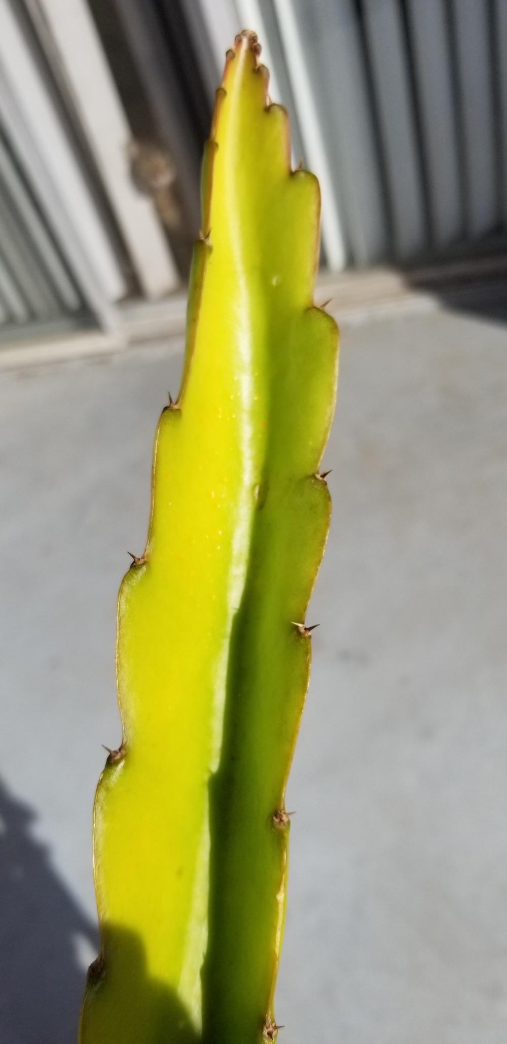 Cactus Rust in the Cactus and Succulents forum - Garden.org