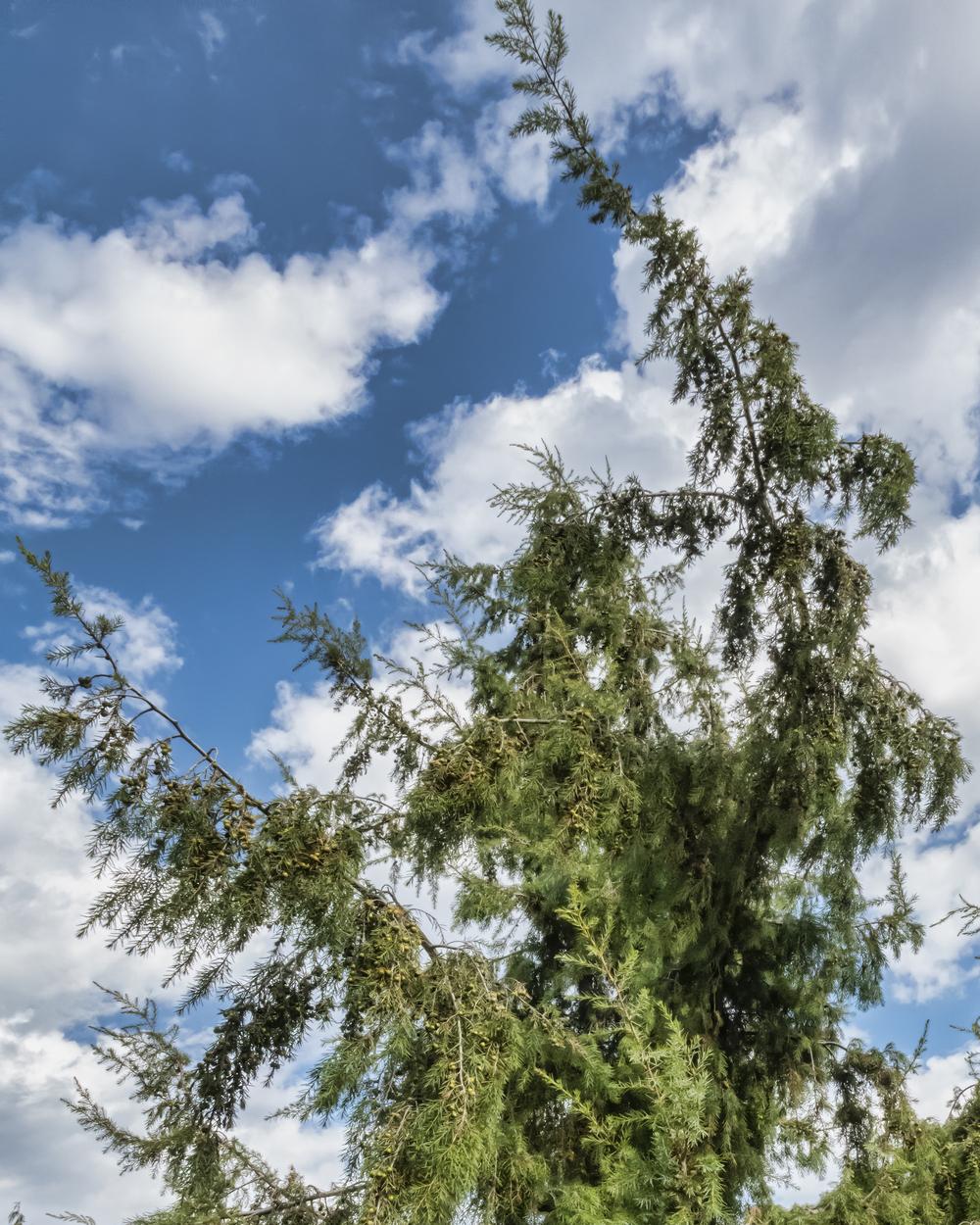 Photo of the stem, scape, stalk or bark of Weeping Temple Juniper ...