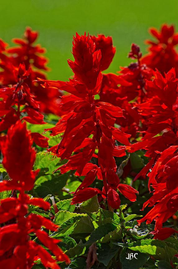Scarlet Sage (Salvia splendens Vista™ Red) in the Salvias Database ...