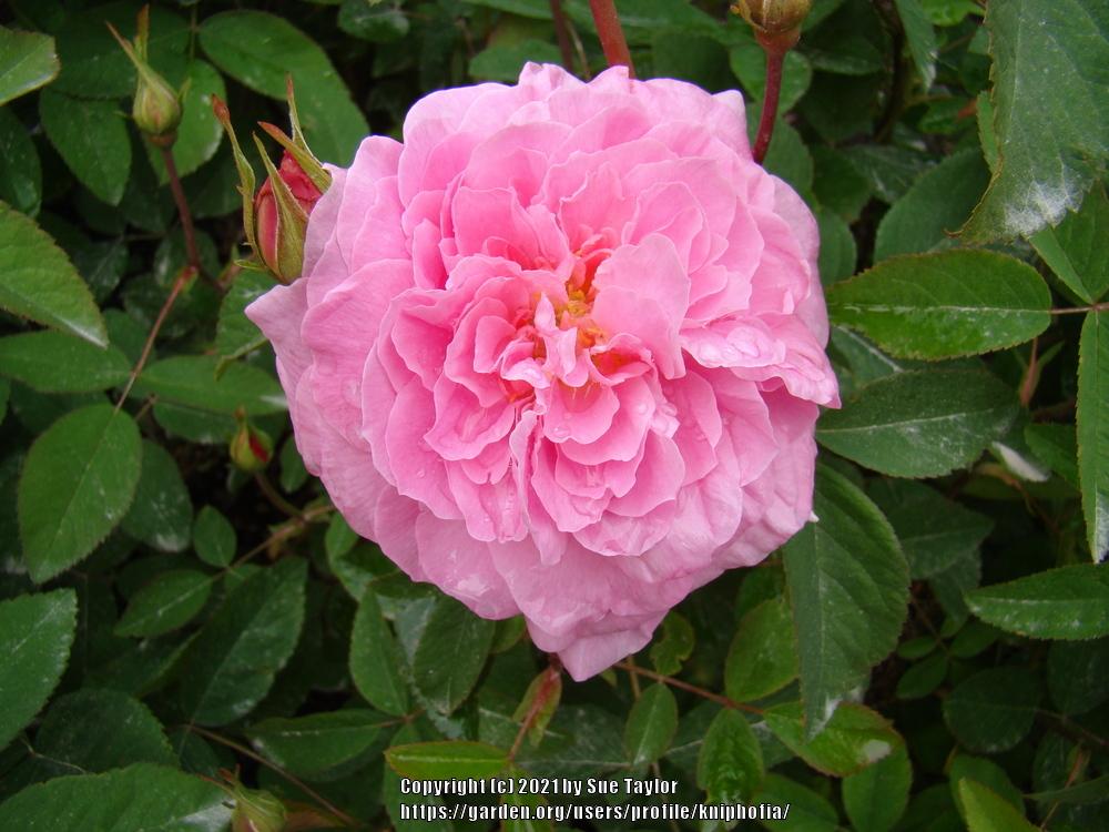 Photo of the bloom of Rose (Rosa 'The Mayflower') posted by kniphofia ...