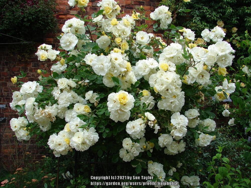 Rose (Rosa 'Tall Story') in the Roses Database - Garden.org