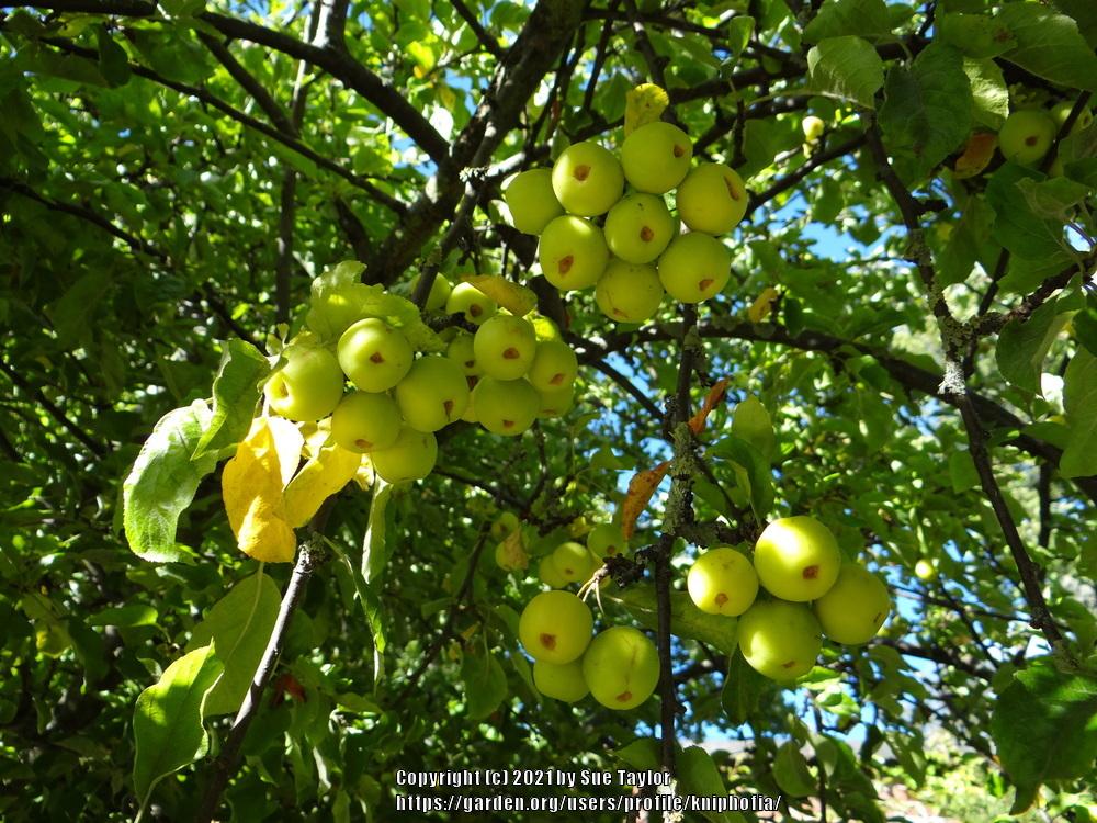 Photo of the fruit of Crabapple (Malus 'Butterball') posted by ...