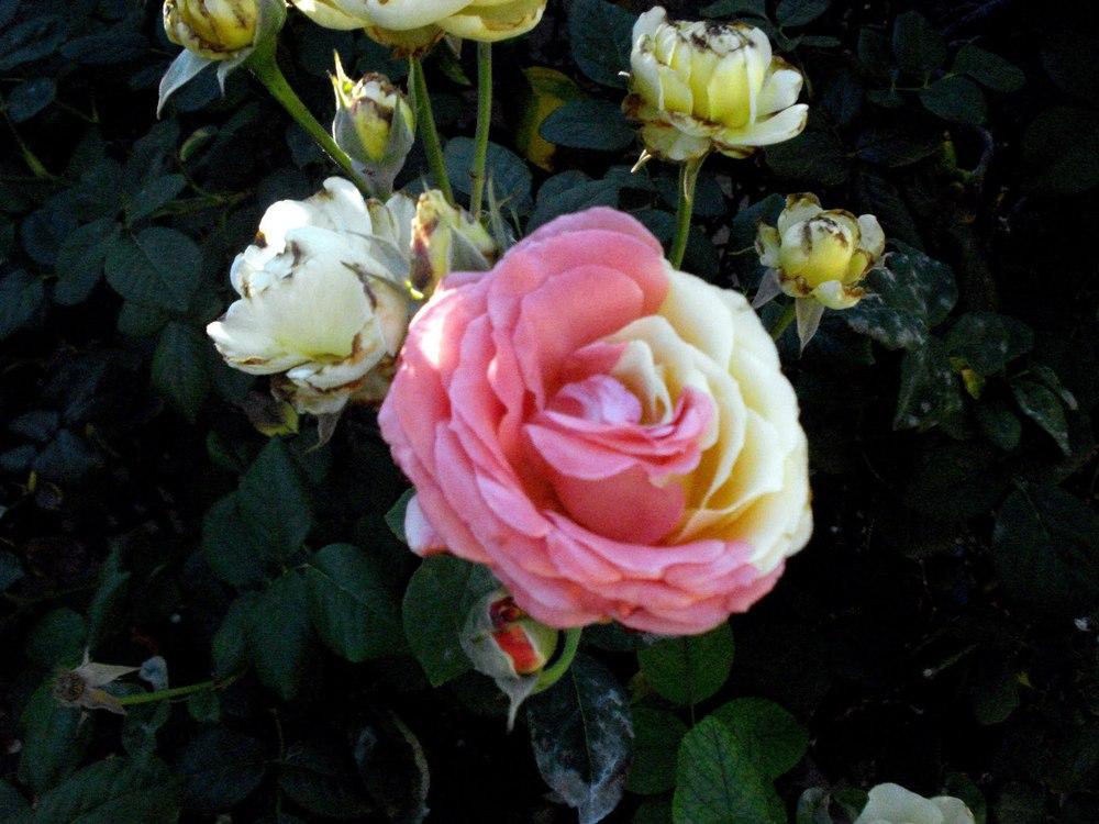 Two color roses on one bush in the Roses forum - Garden.org