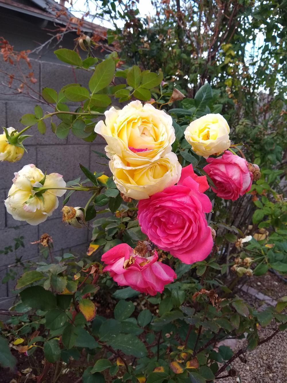 Two color roses on one bush in the Roses forum - Garden.org