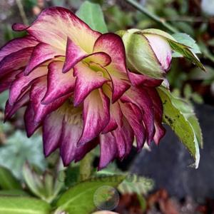 Hellebore (Helleborus Winter Jewels® Sun Flare) in the Hellebores ...