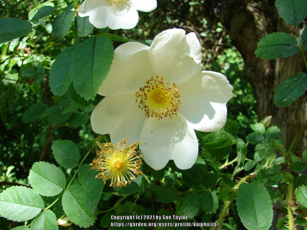 Photo of the bloom of Rose (Rosa omeiensis) posted by kniphofia ...
