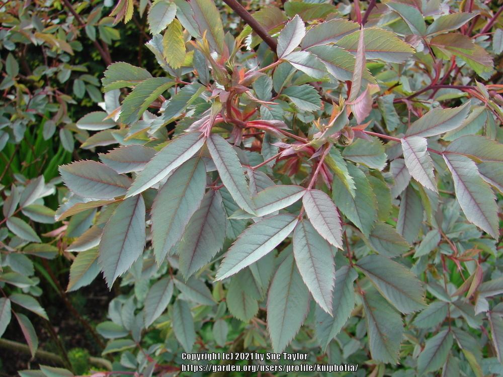 Photo of the leaves of Red Leaf Rose (Rosa glauca) posted by kniphofia ...