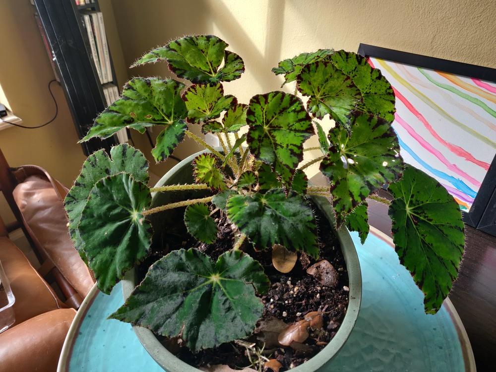 Begonia 'Tiger Kitten' in the Begonias Database - Garden.org