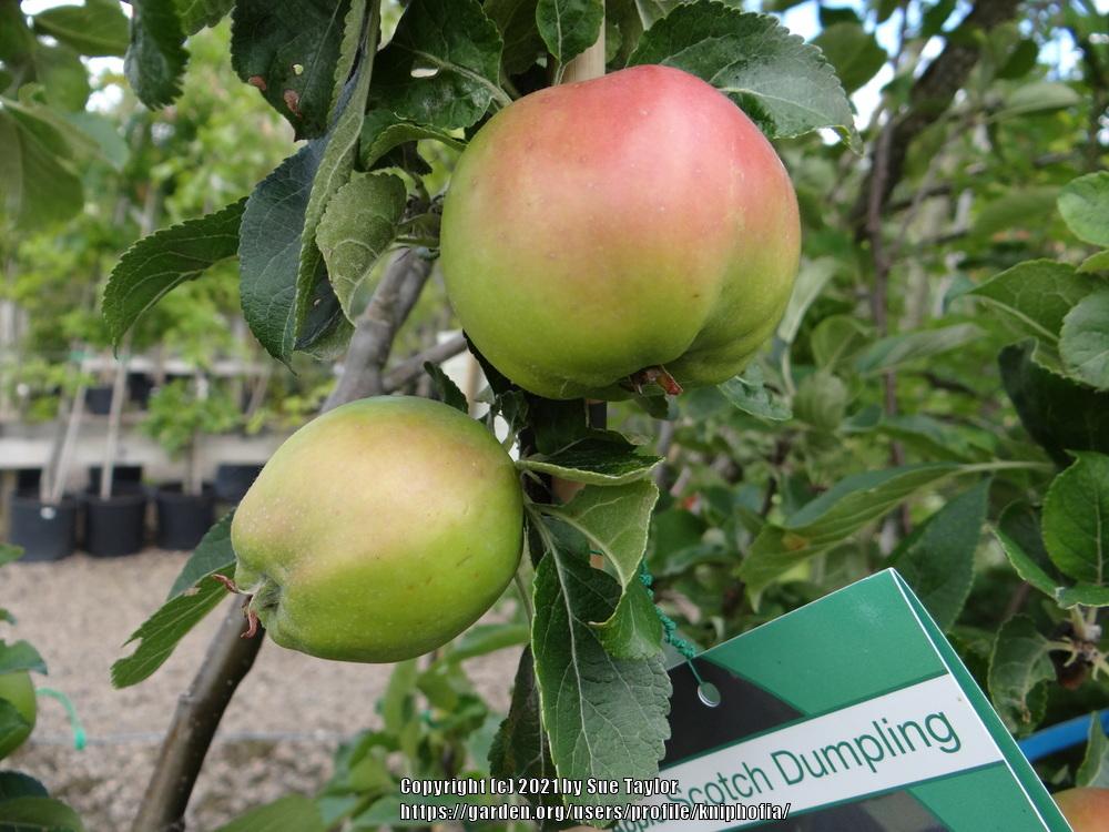 Apple (Malus domestica 'Scotch Dumpling') in the Apples Database - Garden.org