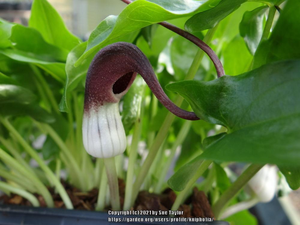 Mouse Plant (Arisarum proboscideum) - Garden.org