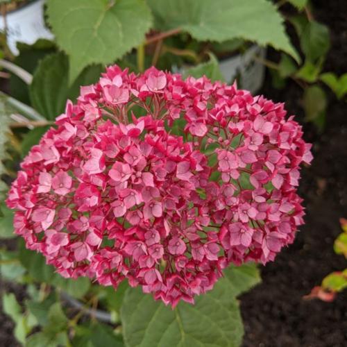 Smooth Hydrangea (Hydrangea arborescens Invincibelle® Mini Mauvette ...