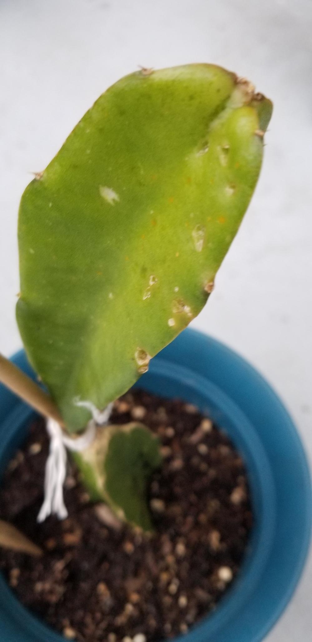 Cactus Rust in the Cactus and Succulents forum - Garden.org