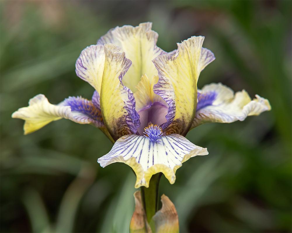 Standard Dwarf Bearded Iris (Iris 'Graph') in the Irises Database ...