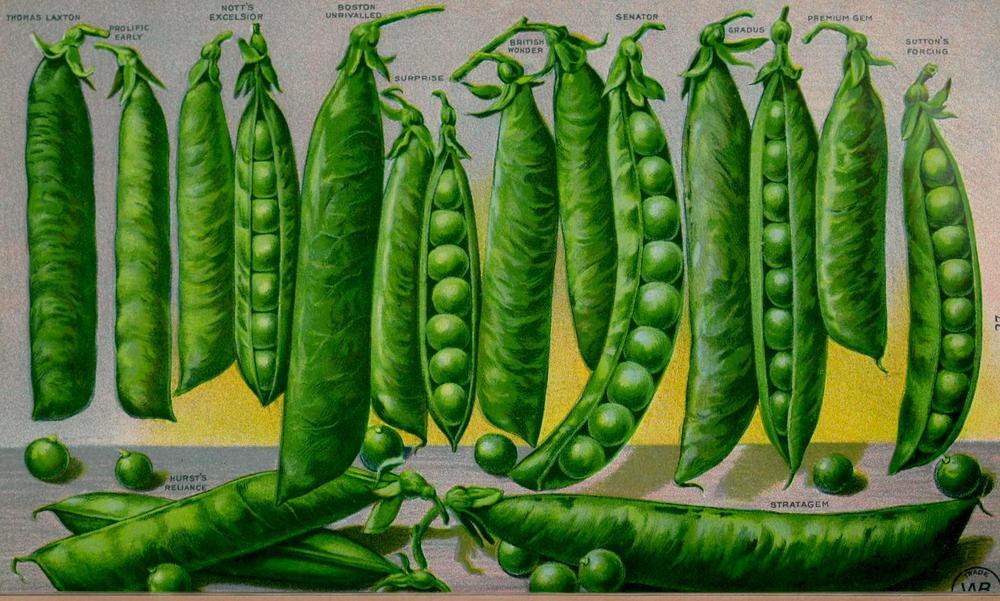 Peas: Plant Care and Collection of Varieties - Garden.org