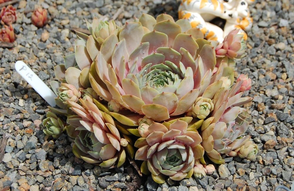 Sempervivum: Plant Care and Collection of Varieties - Garden.org