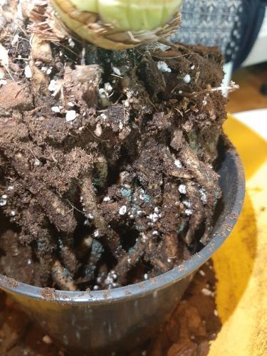 Cymbidium: roots completely mouldy in the Ask a Question forum - Garden.org