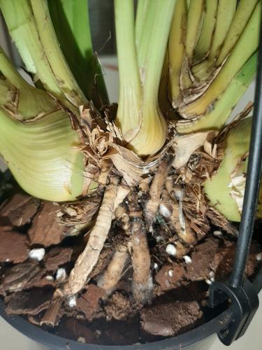 Cymbidium: roots completely mouldy in the Ask a Question forum - Garden.org