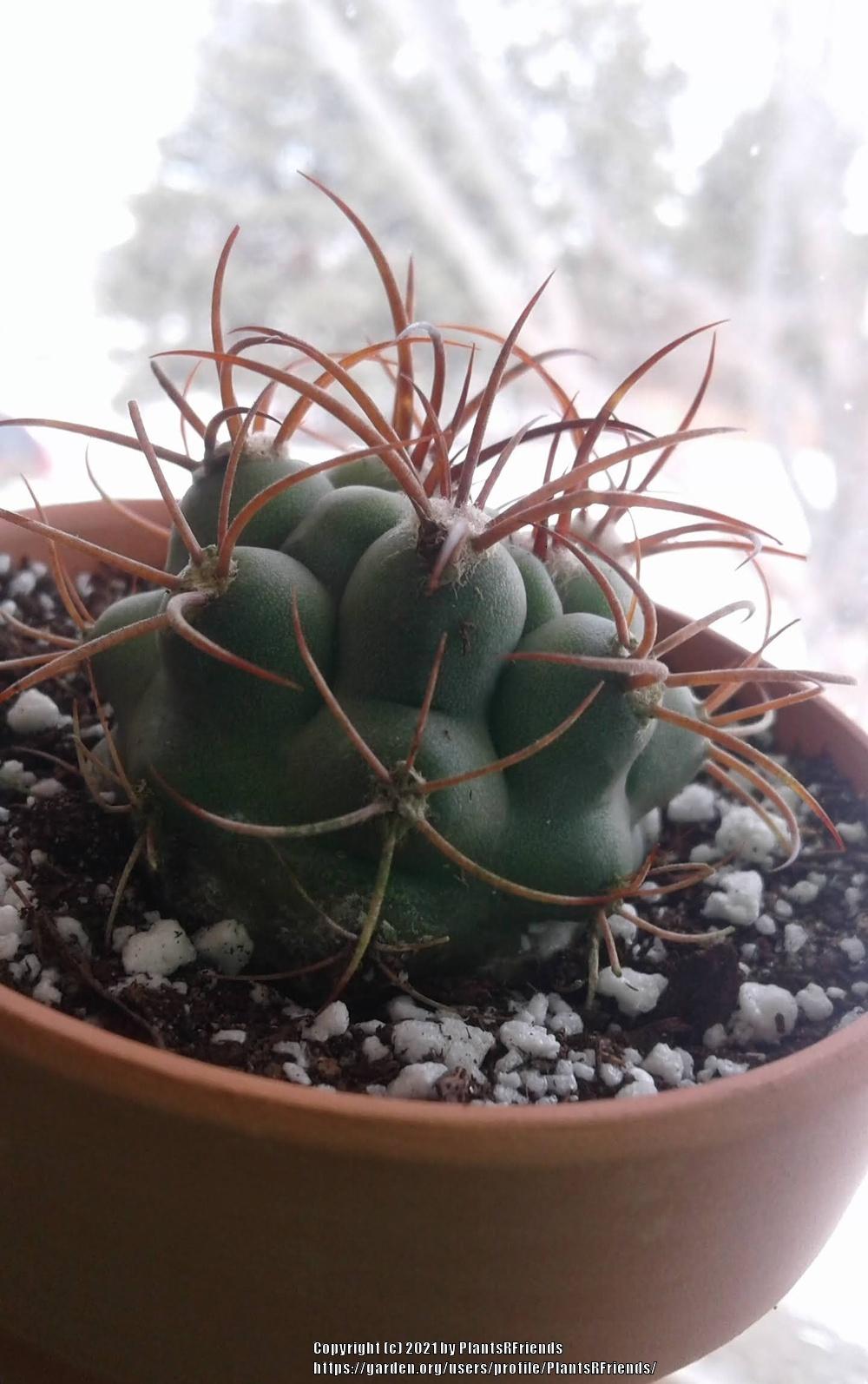 Photo of the entire plant of Giant Chin Cactus (Gymnocalycium saglionis ...