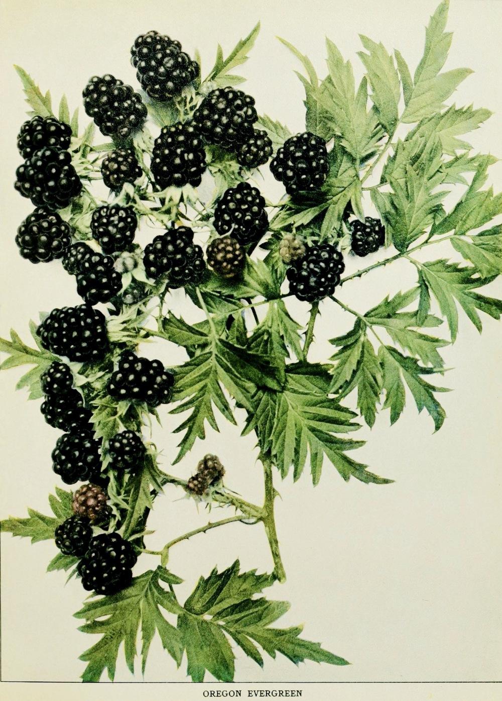 Rubus Laciniatus