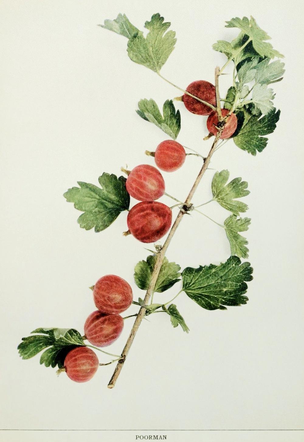 Gooseberry (Ribes 'Poorman') in the Currants and Gooseberries Database ...